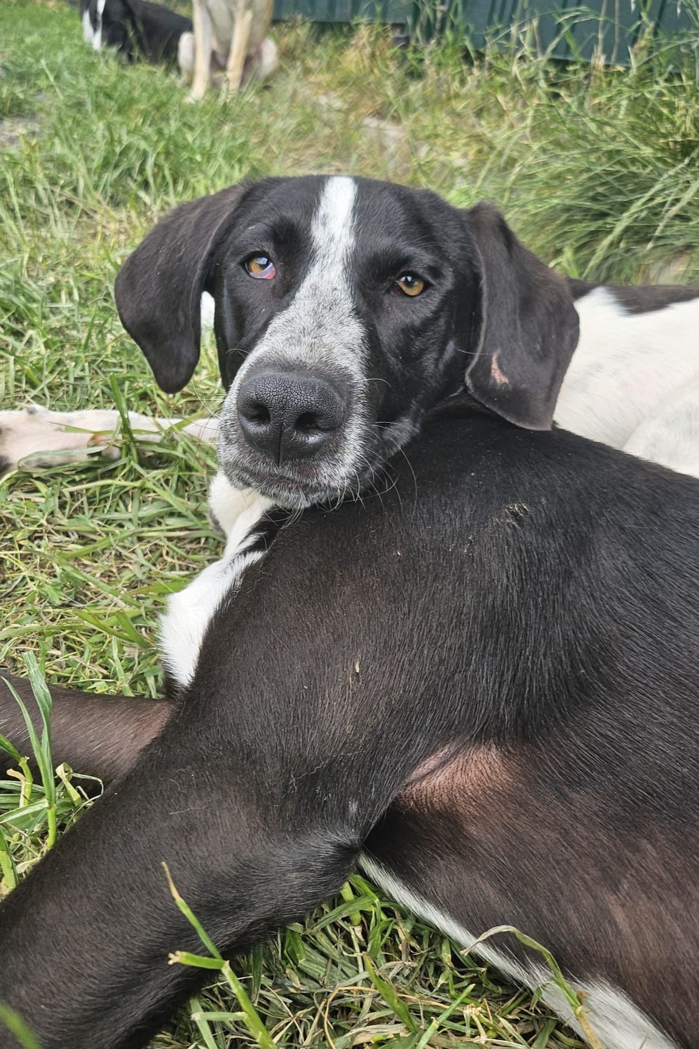 Tierschutzverein Kelkheim e.V. - Alle Hunde